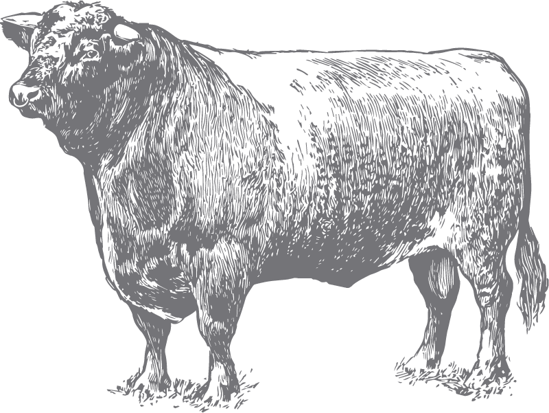 Cow Tipping & the BEST FAQs about Farm Life 2025
