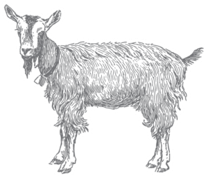 Tour FAQs | Verdant View Farm